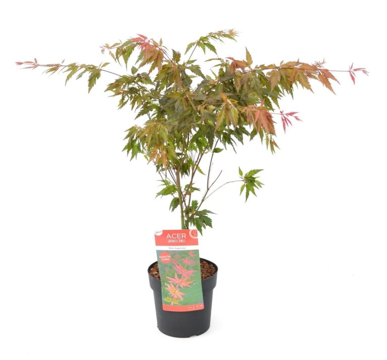 Japanese Maple Beni Hagoromo.19 cm pot bird feather maple. Dwarf garden ...