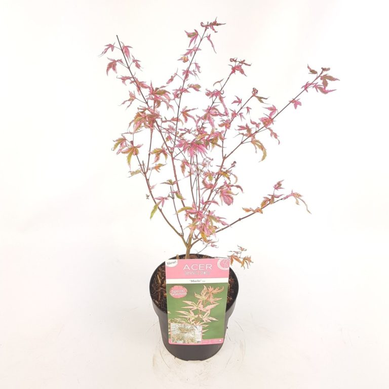 Japanese Maple Dwarf Acer palmatum Marlo.19 cm pot Dwarf garden plant ...