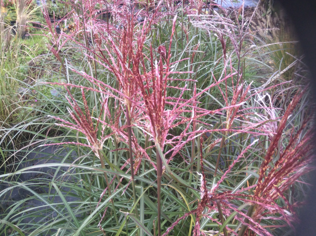 Miscanthus sinensis 'pink Flamingo' eulalia 'Flamingo'1X 17CM POTS £10. ...