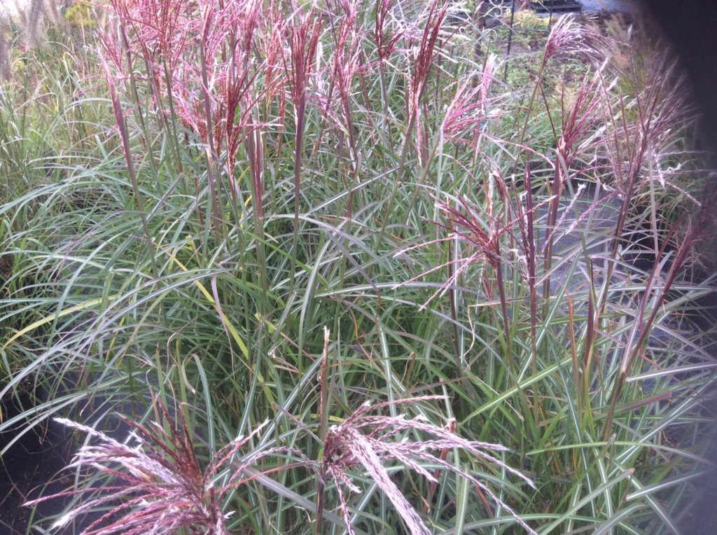 Miscanthus sinensis 'pink Flamingo' eulalia 'Flamingo'1X 17CM POTS £10. ...