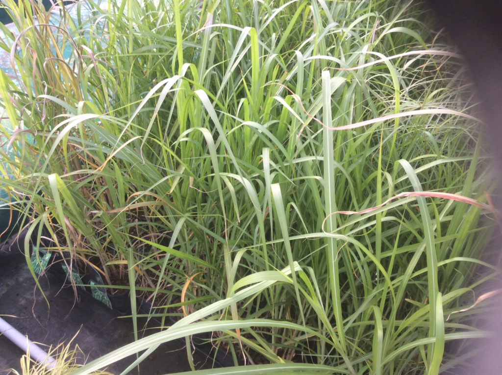 Miscanthus sinensis 'pink Flamingo' eulalia 'Flamingo'1X 17CM POTS £10. ...