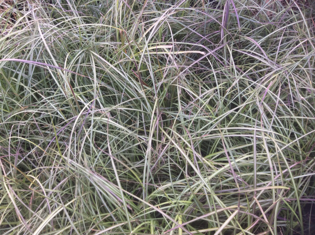 Miscanthus sinensis 'pink Flamingo' eulalia 'Flamingo'1X 17CM POTS £10. ...