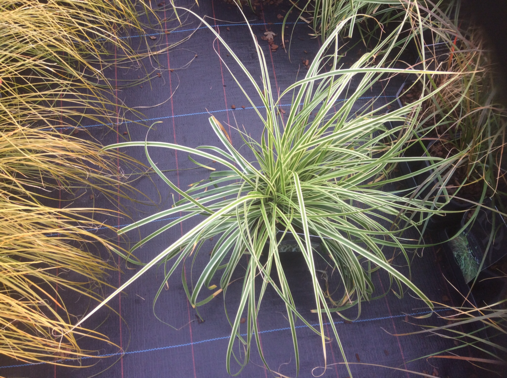 Carex oshimensis evercream japanese sedge grass. Evergreen variegated ...