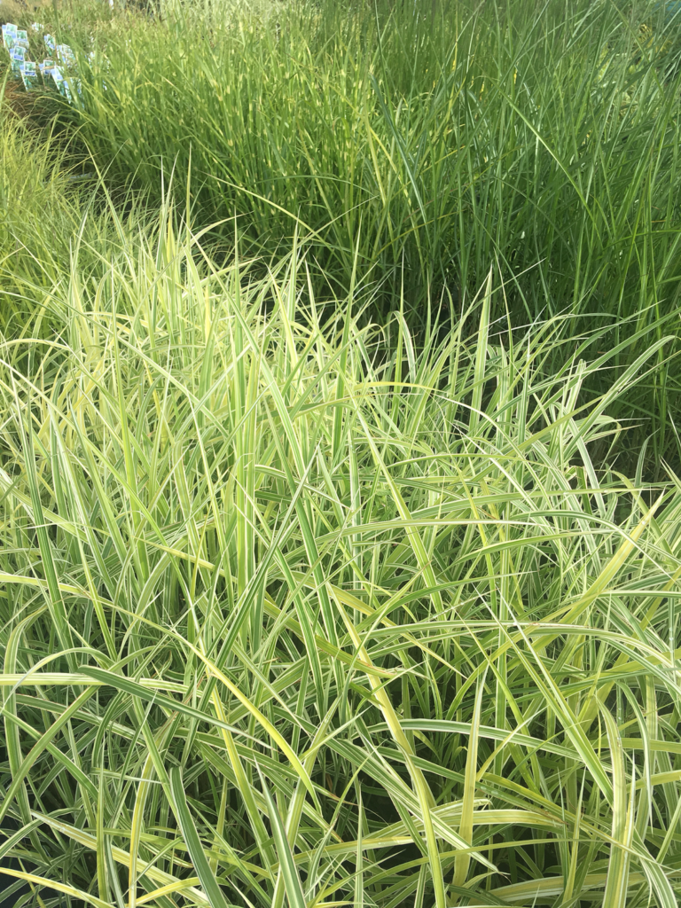 Miscanthus sinensis ‘Variegatus’ Variegated Miscanthus large deep-pink ...