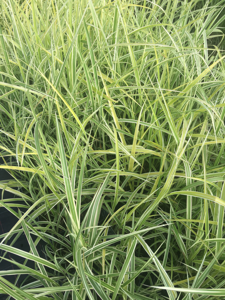 Miscanthus sinensis ‘Variegatus’ Variegated Miscanthus large deep-pink ...