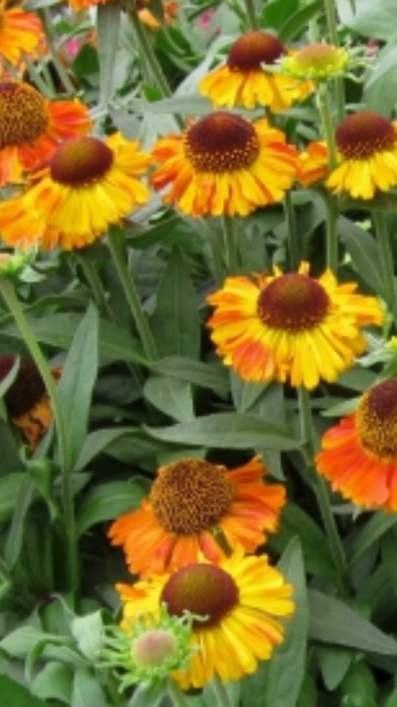 Helenium Short 'n' Sassy. golden petals surrounding chocolate-coloured ...