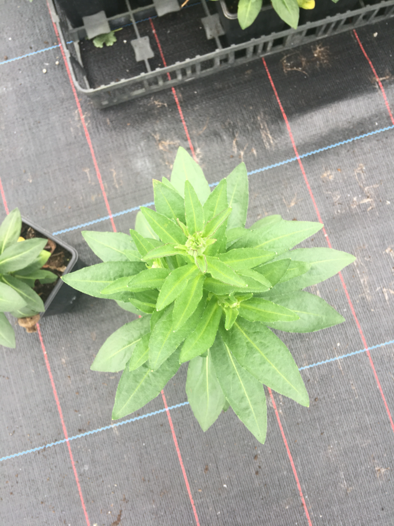 Helenium Short 'n' Sassy. golden petals surrounding chocolate-coloured ...