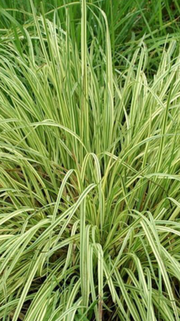 Molinia caerulea subsp. caerulea 'Variegata' (v) variegated purple moor ...