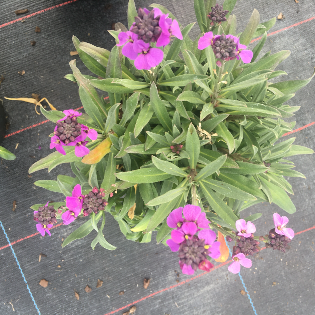 Erysimum 'Bowles's Mauve' wallflower 'Bowles's Mauve 2 x a 13cm POTS ...