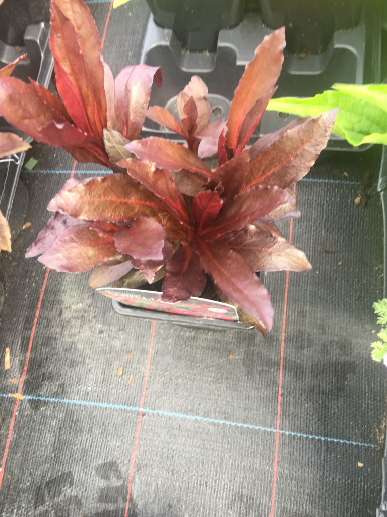 Lobelia cardinalis 'Queen Victoria' cardinal flower13 cm pot ...