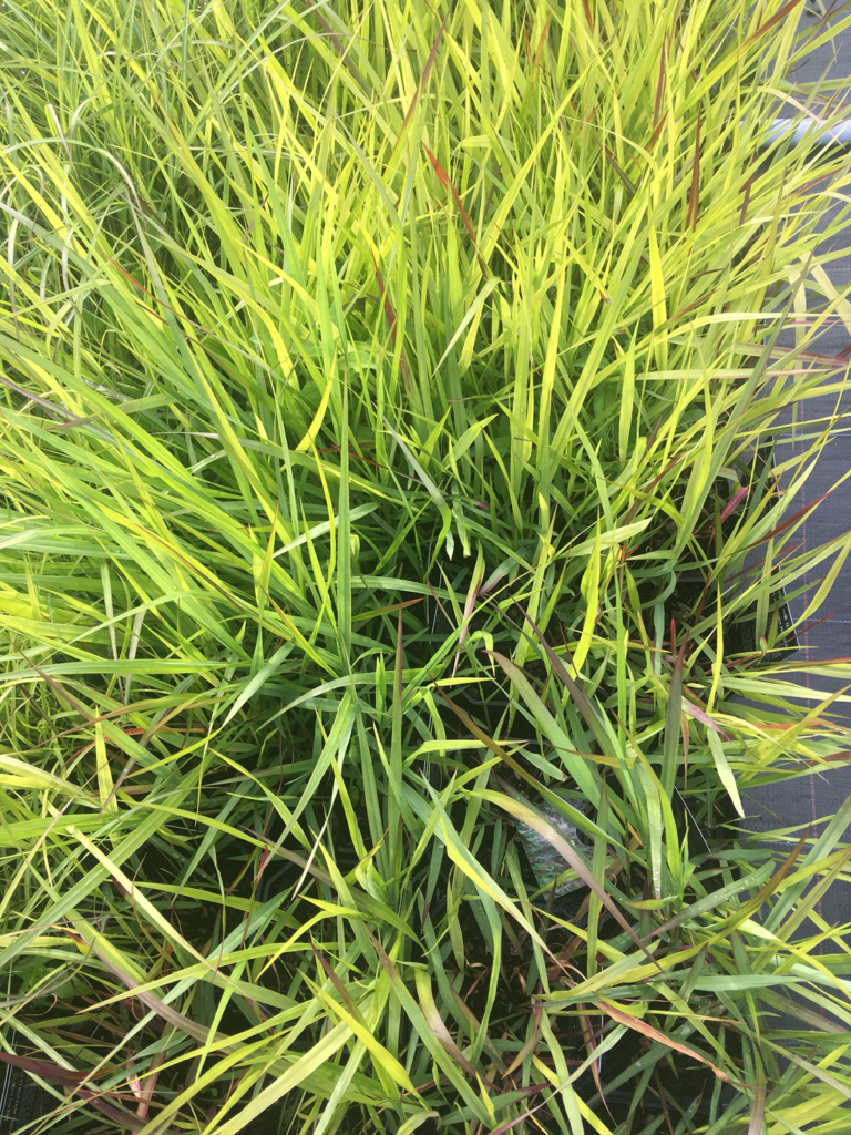 Panicum Squaw, Superb switch grass with purple green foliage & airy ...