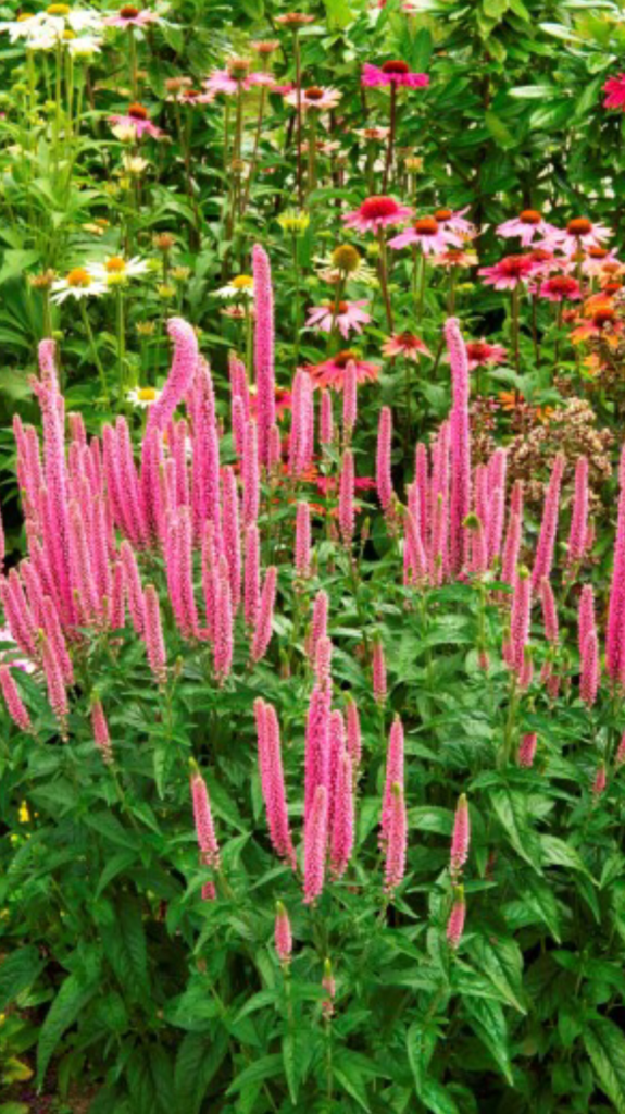 Veronica first kiss, Beautiful Stunning upright wands of fluffy flowers ...