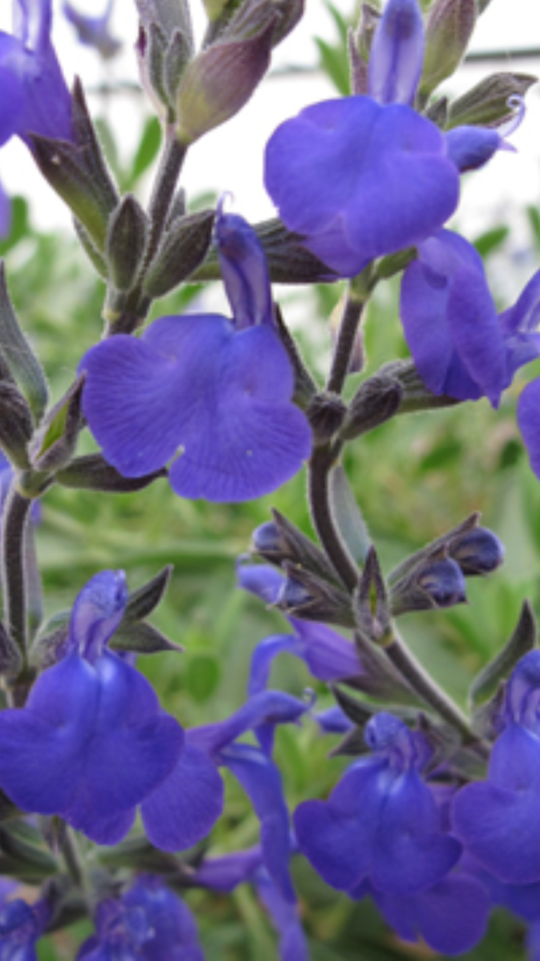 Salvia 'Blue Note' Texas sage, Intense deep blue flowers produced in ...
