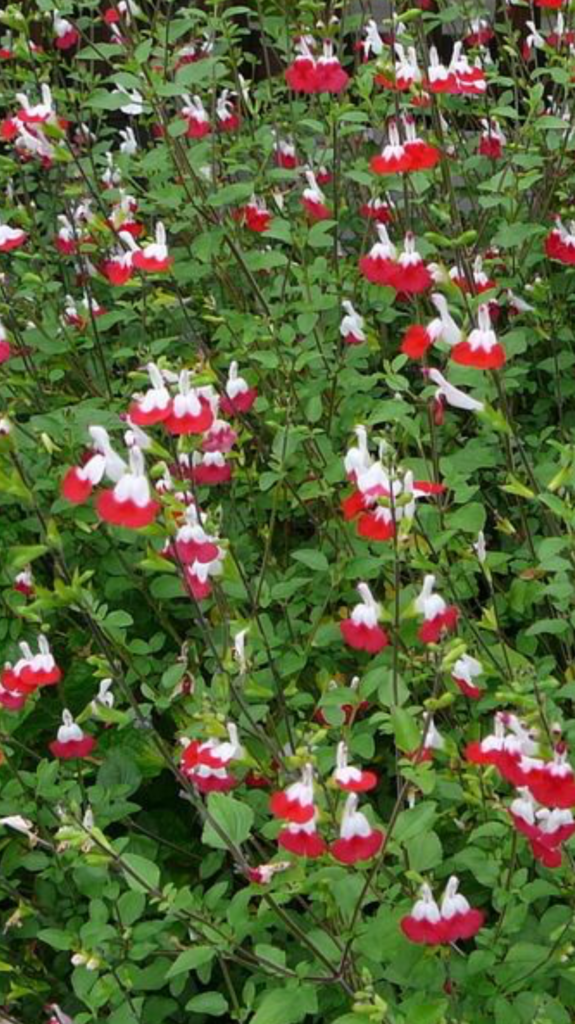 Salvia 'Hot Lips' sage 'Hot Lips'eye-catching bicolour blooms in white ...