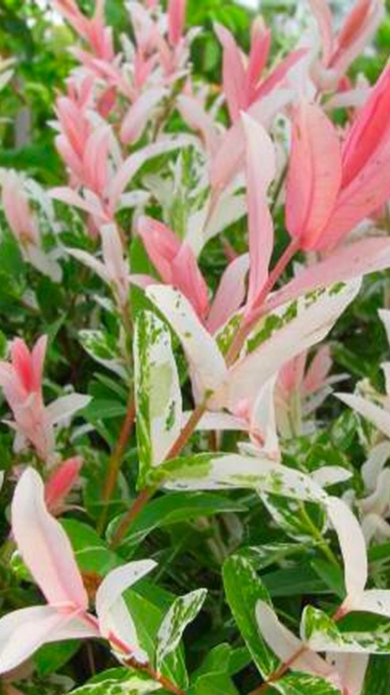 Salix pink flamingo.spectacular deep pink foliage covering the entire ...