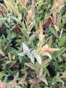 Salix pink flamingo.spectacular deep pink foliage covering the entire ...