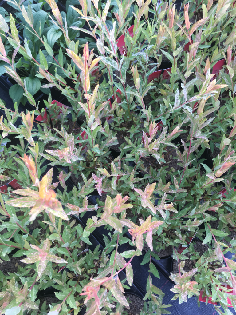 Salix pink flamingo.spectacular deep pink foliage covering the entire ...