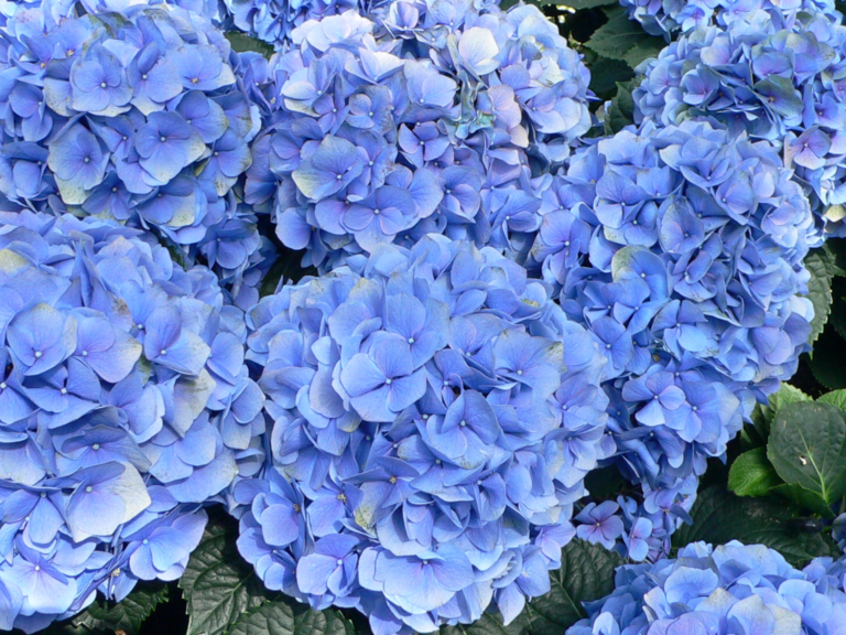 Hydrangea ‘Tellers Blue’ macrophylla.15cm pot - Broadway Road Nurseries