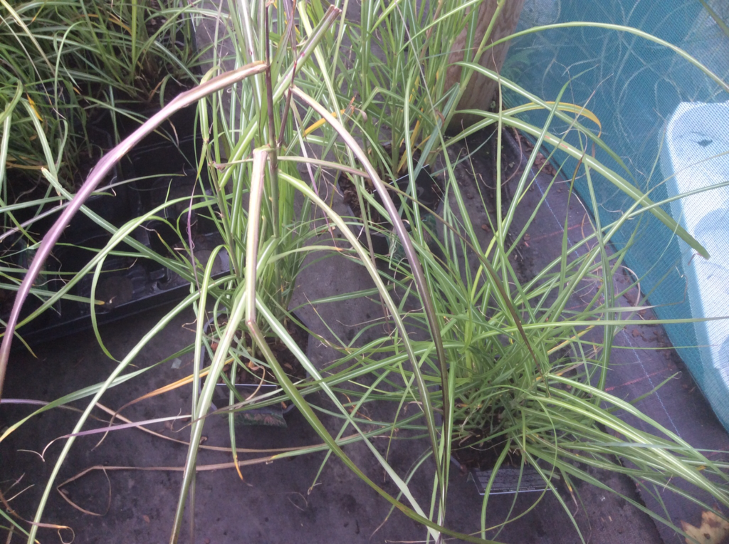 Miscanthus sinensis 'pink Flamingo' eulalia 'Flamingo'1X 17CM POTS £10. ...
