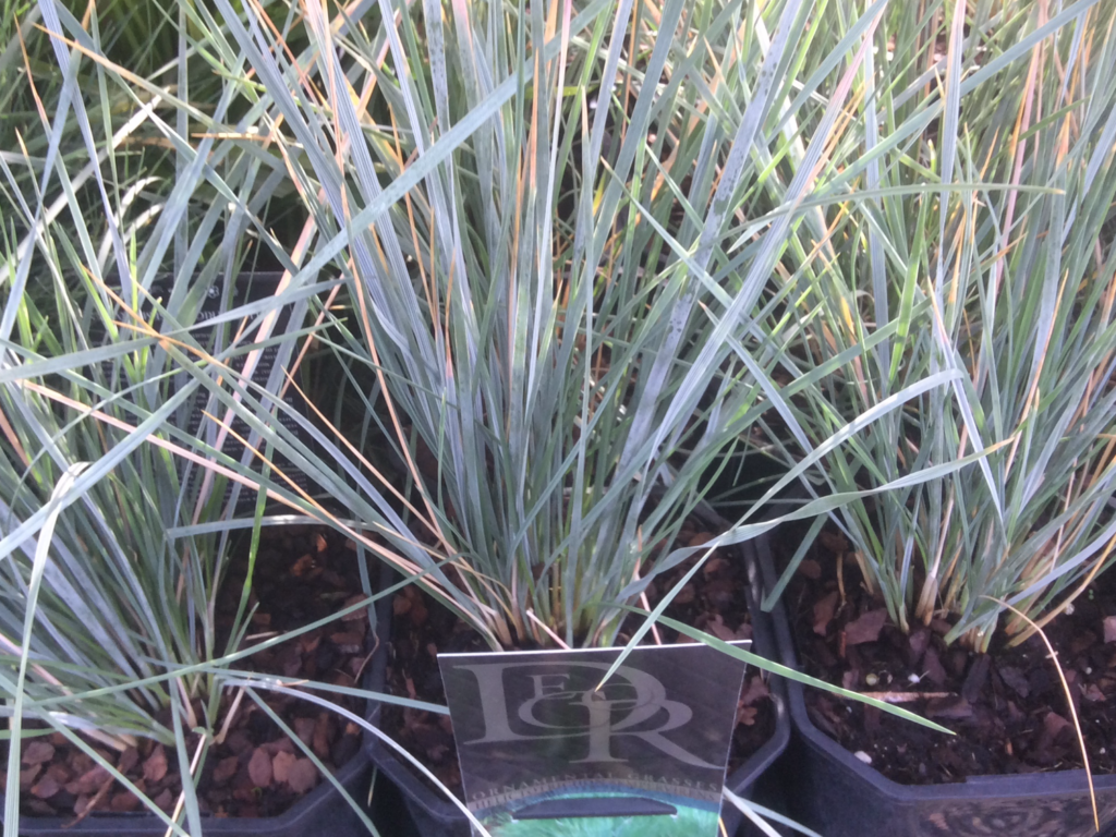 Helictotrichon sempervirens Blue oat Grass, - Broadway Road Nurseries