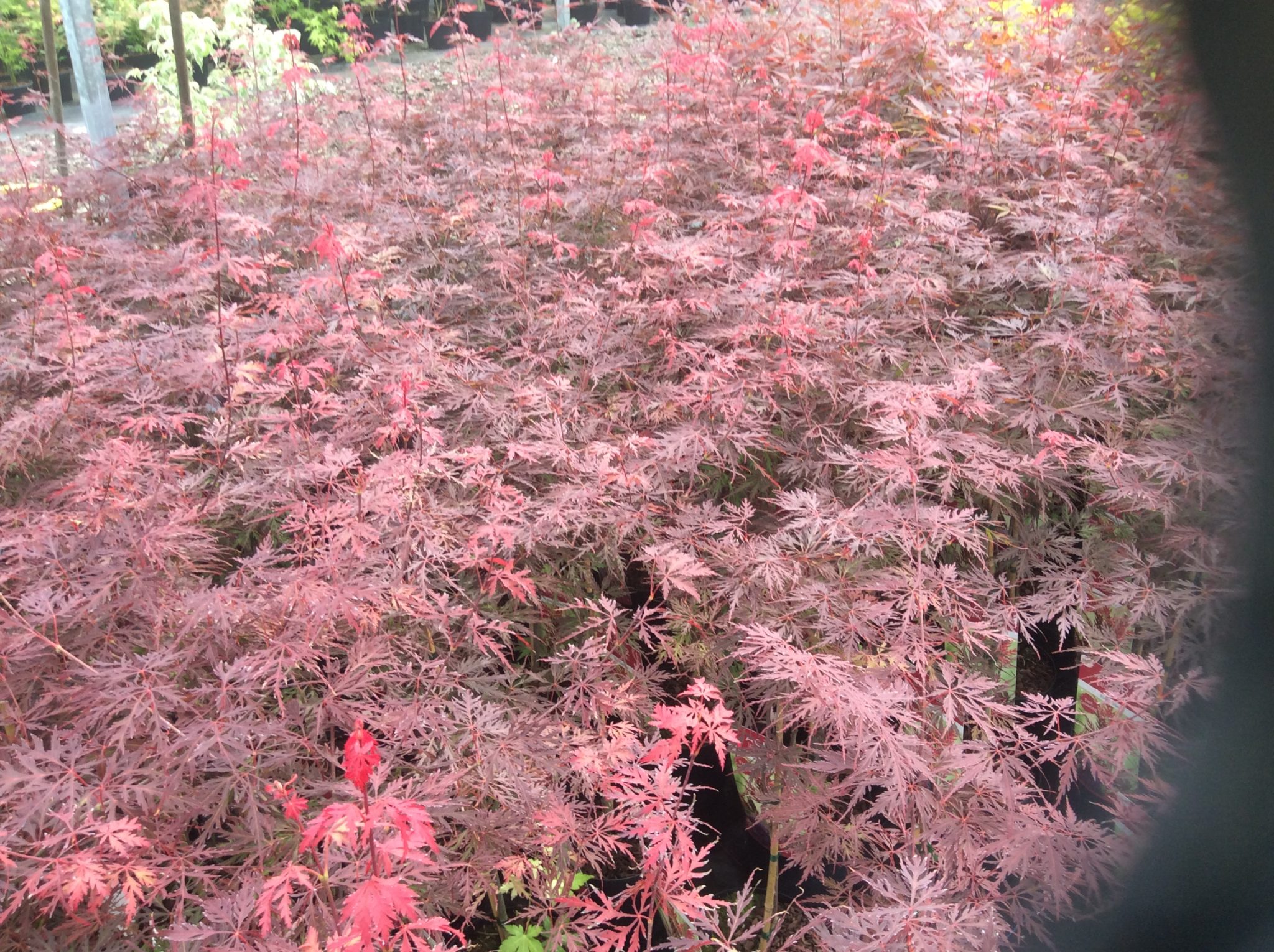Japanese maple Acer fire cracker weeping tree.purple foliage that turns ...