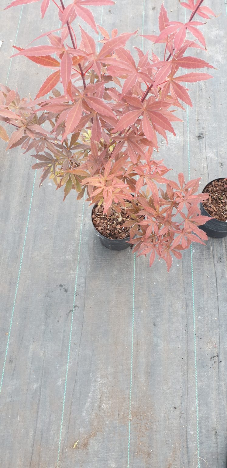palmatum Acer 'Little Red' Japanese Maple bright red in the spring ...