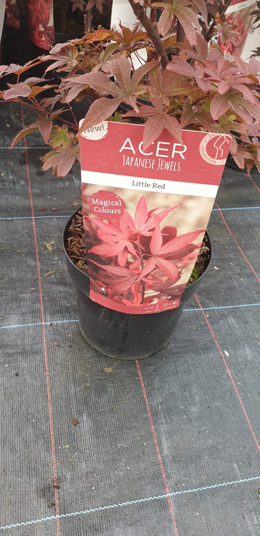 palmatum Acer 'Little Red' Japanese Maple bright red in the spring ...