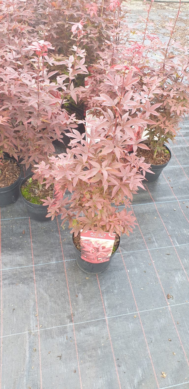 palmatum Acer 'Little Red' Japanese Maple bright red in the spring ...