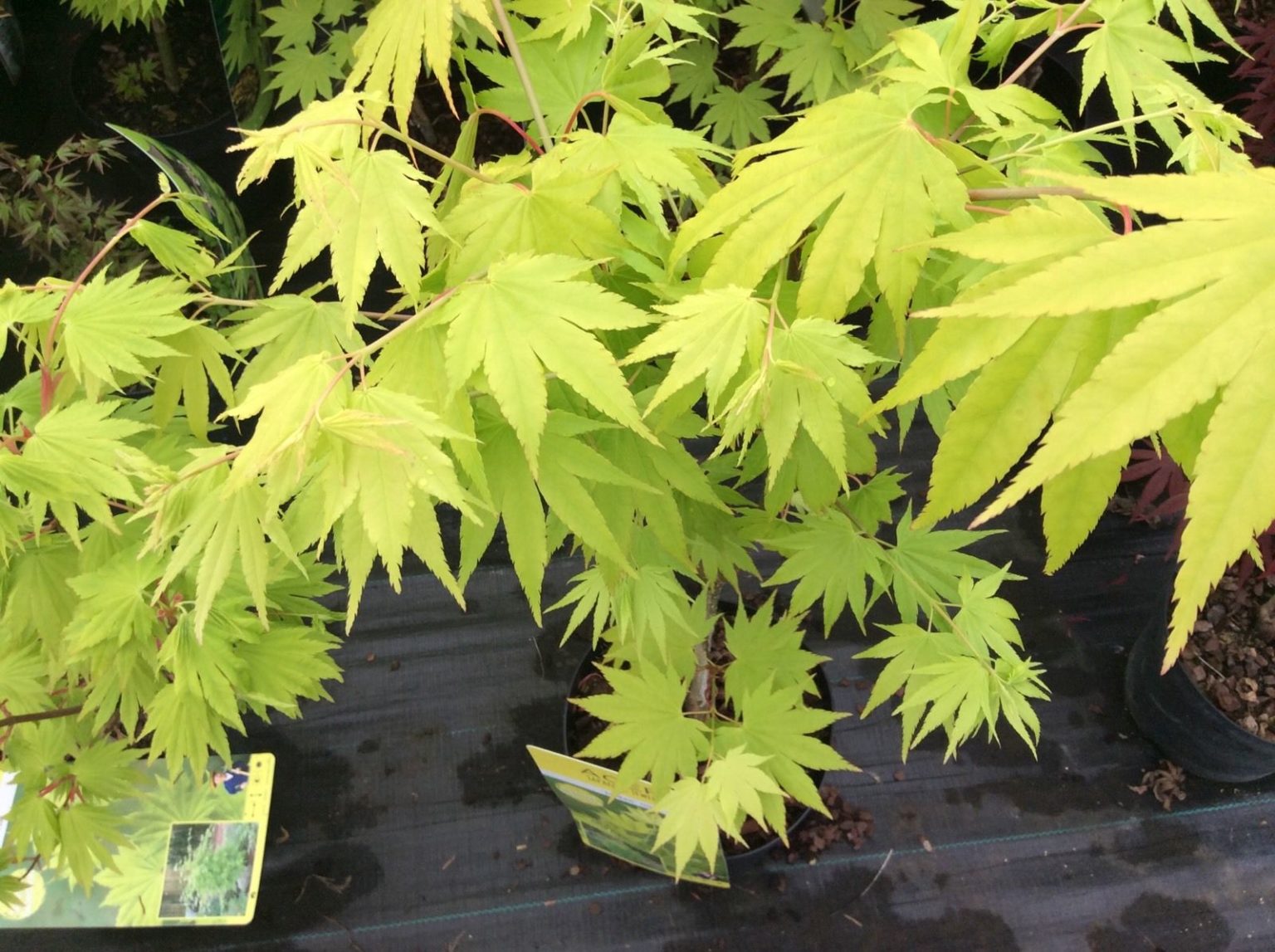Acer shirasawanum 'Jordan' Tree maple jordan.£35.00 19 cm pot ...