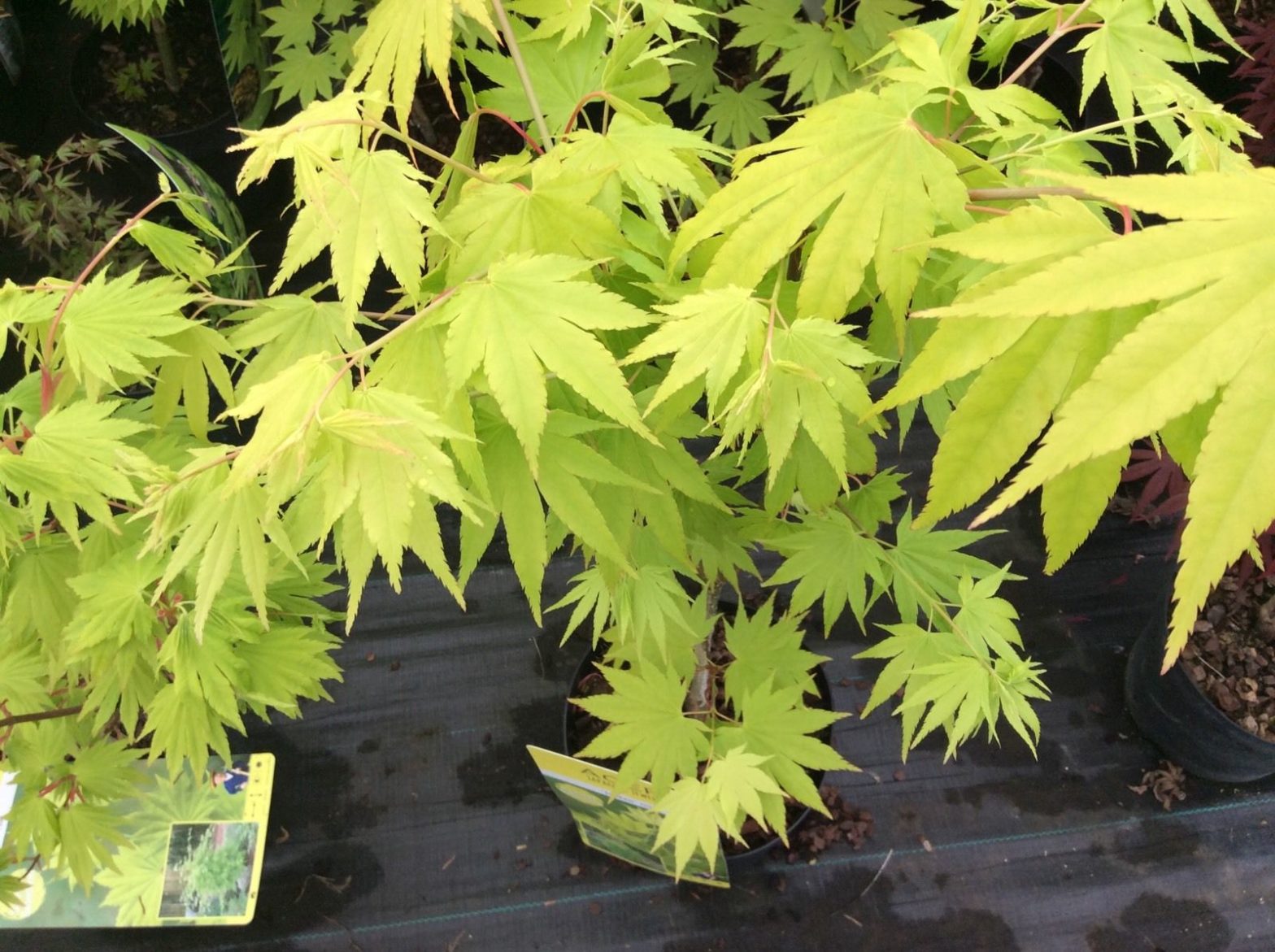 Acer shirasawanum 'Jordan' Tree maple jordan.£35.00 19 cm pot ...