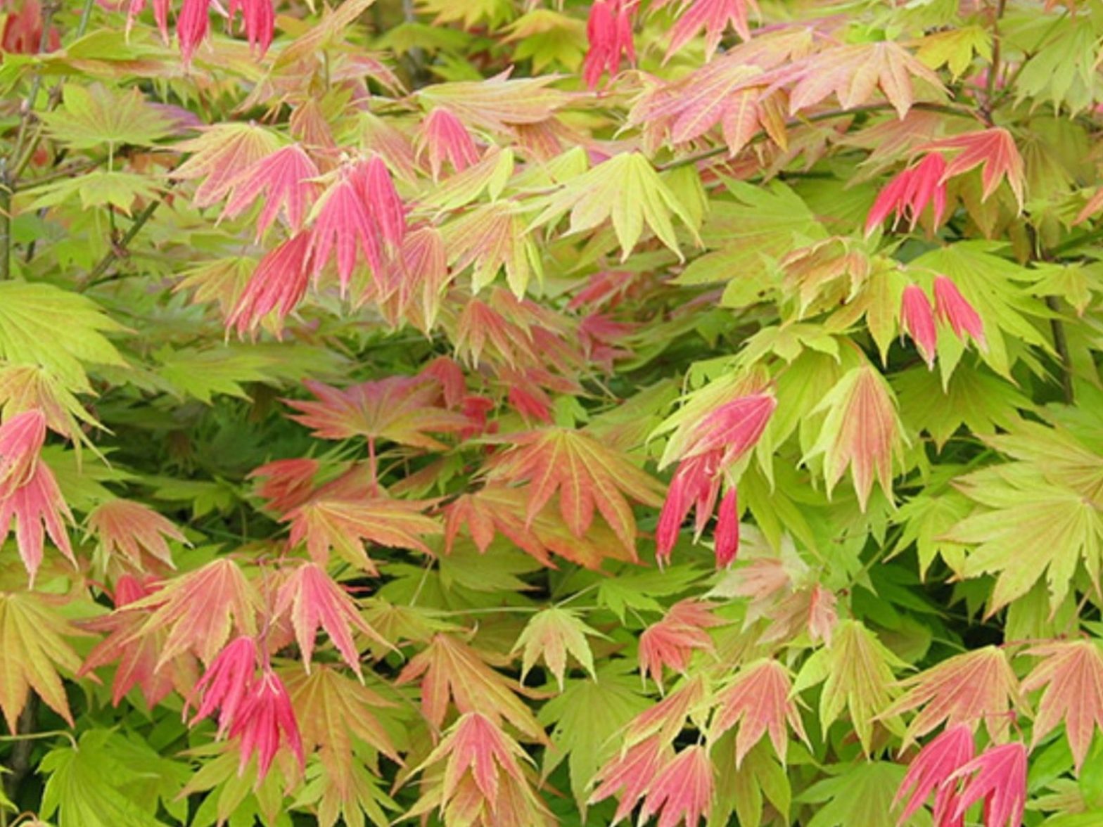 Acer shirasawanum MOONRISE 19 CM POT. £39.99 - Broadway Road Nurseries