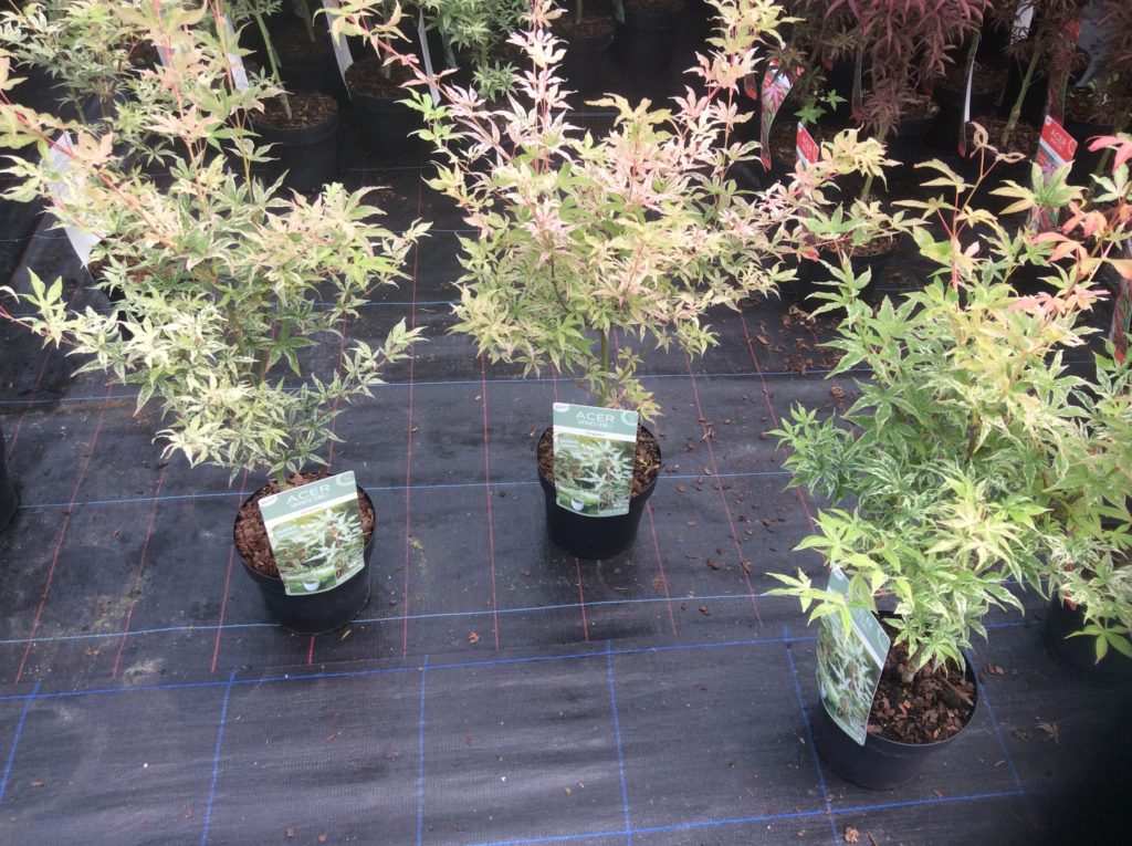 Acer Tree 19 cm pot palmatum' Ukigumo.the ice cream tree (Copy ...