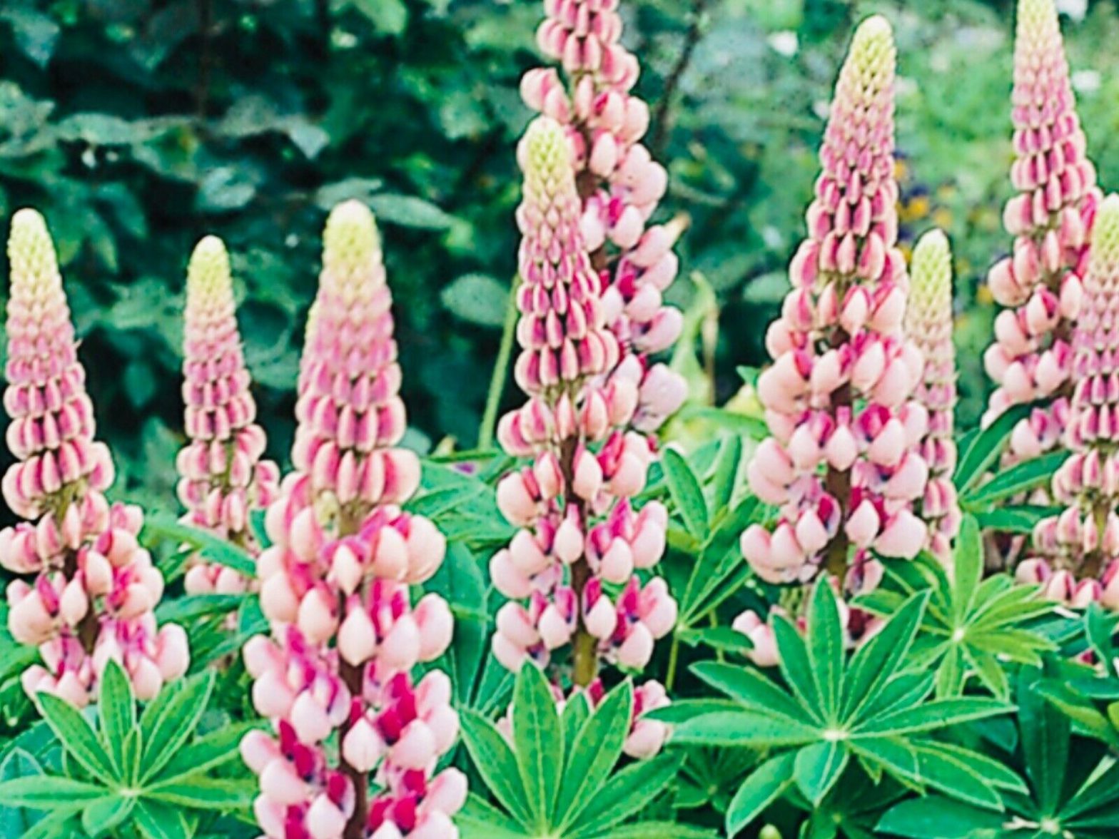 Lupinus 'The Chatelaine' pink and white pea-shaped flowers 2x 13 Cm ...