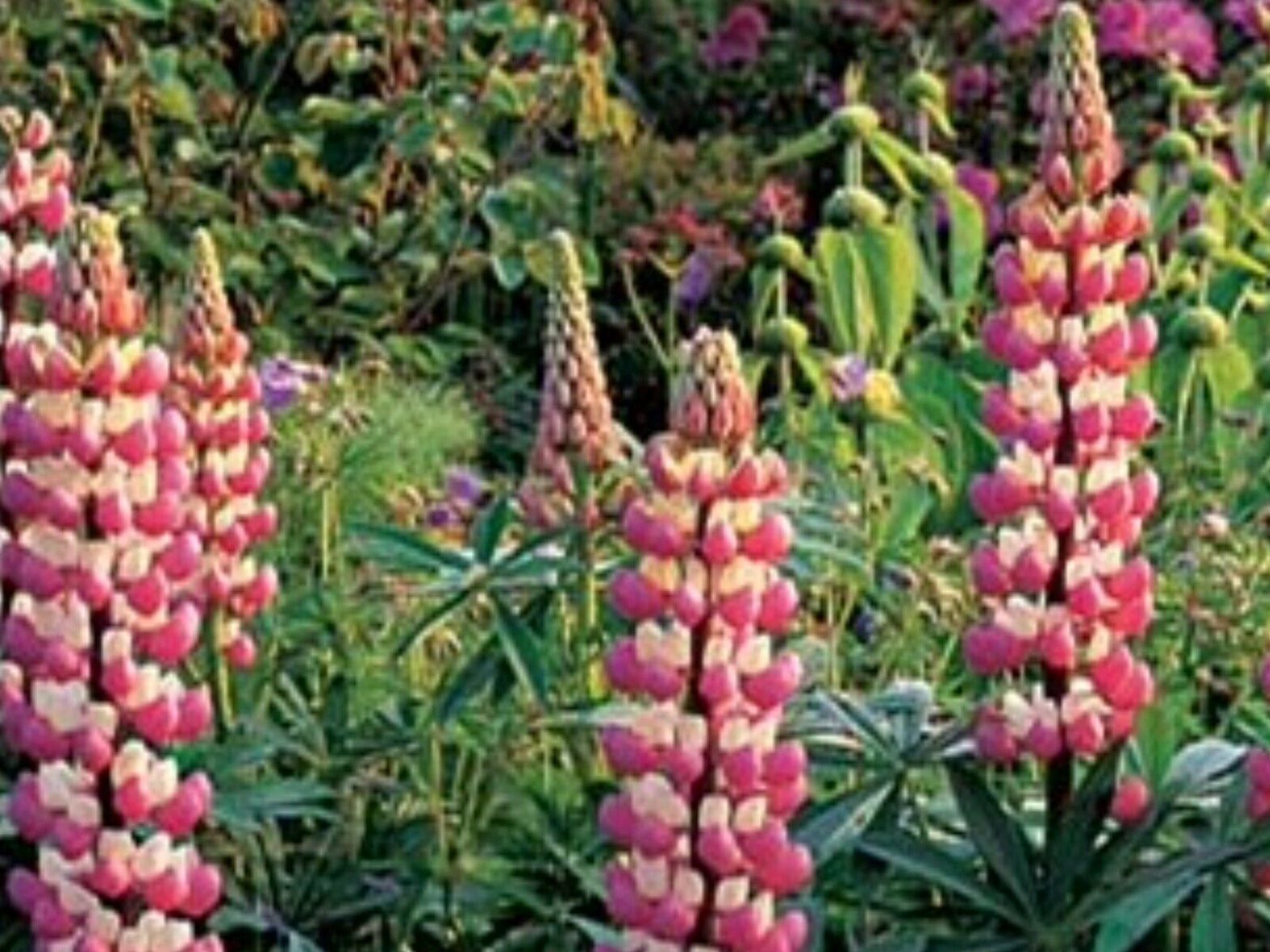 Lupinus 'The Chatelaine' pink and white pea-shaped flowers 2x 13 Cm ...
