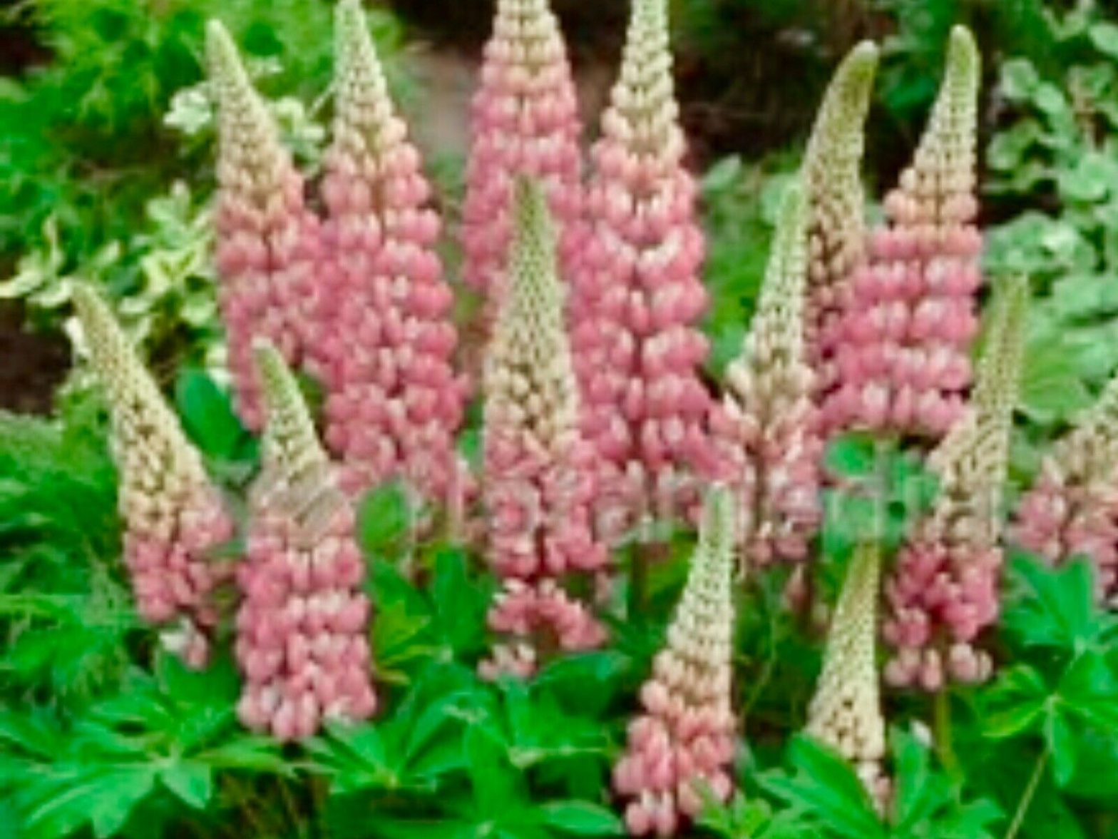 Lupinus 'The Chatelaine' pink and white pea-shaped flowers 2x 13 Cm ...