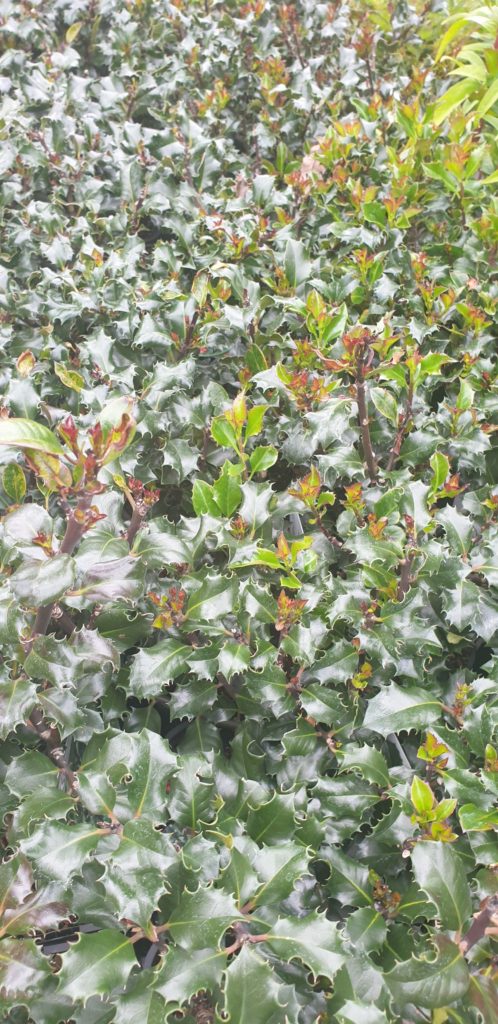 Ilex meserveae Blue Angel - Holly red fruits and dark olive green ...