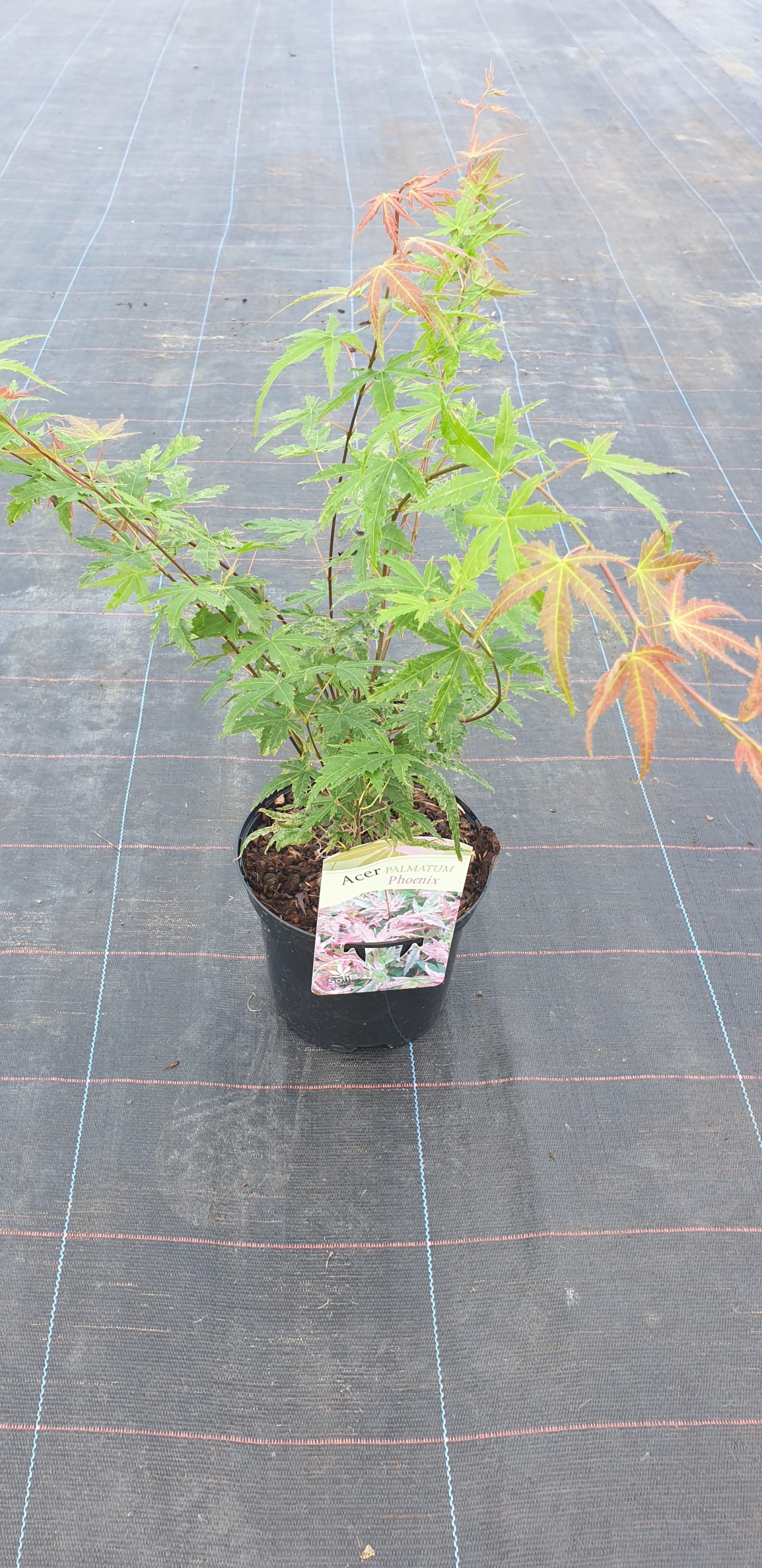 Acer palmatum Phoenix spring bright pink spring leaves autumn red ...