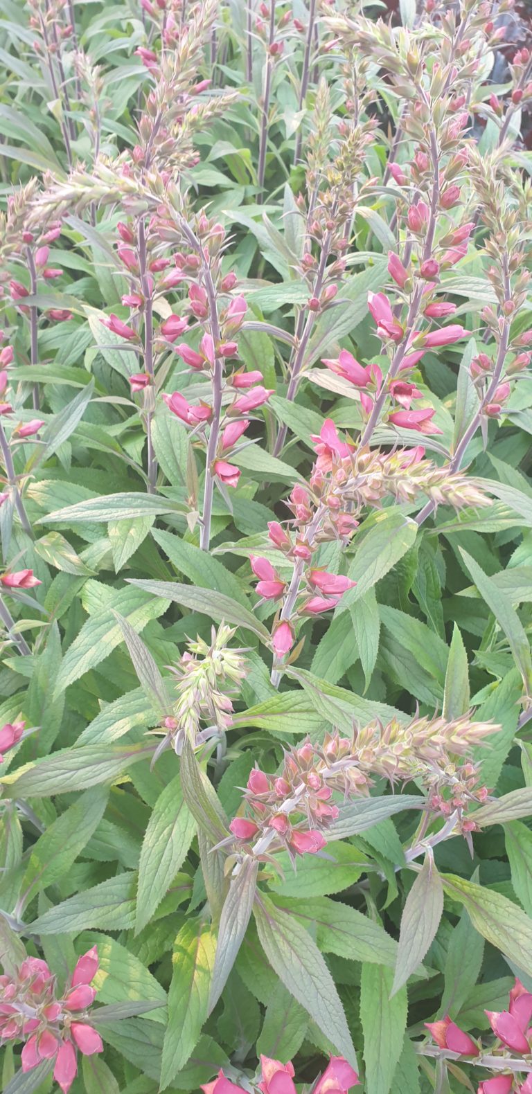 DIGIPLEXIS® Illumination Raspberry Foxglove.raspberry-pink flowers ...