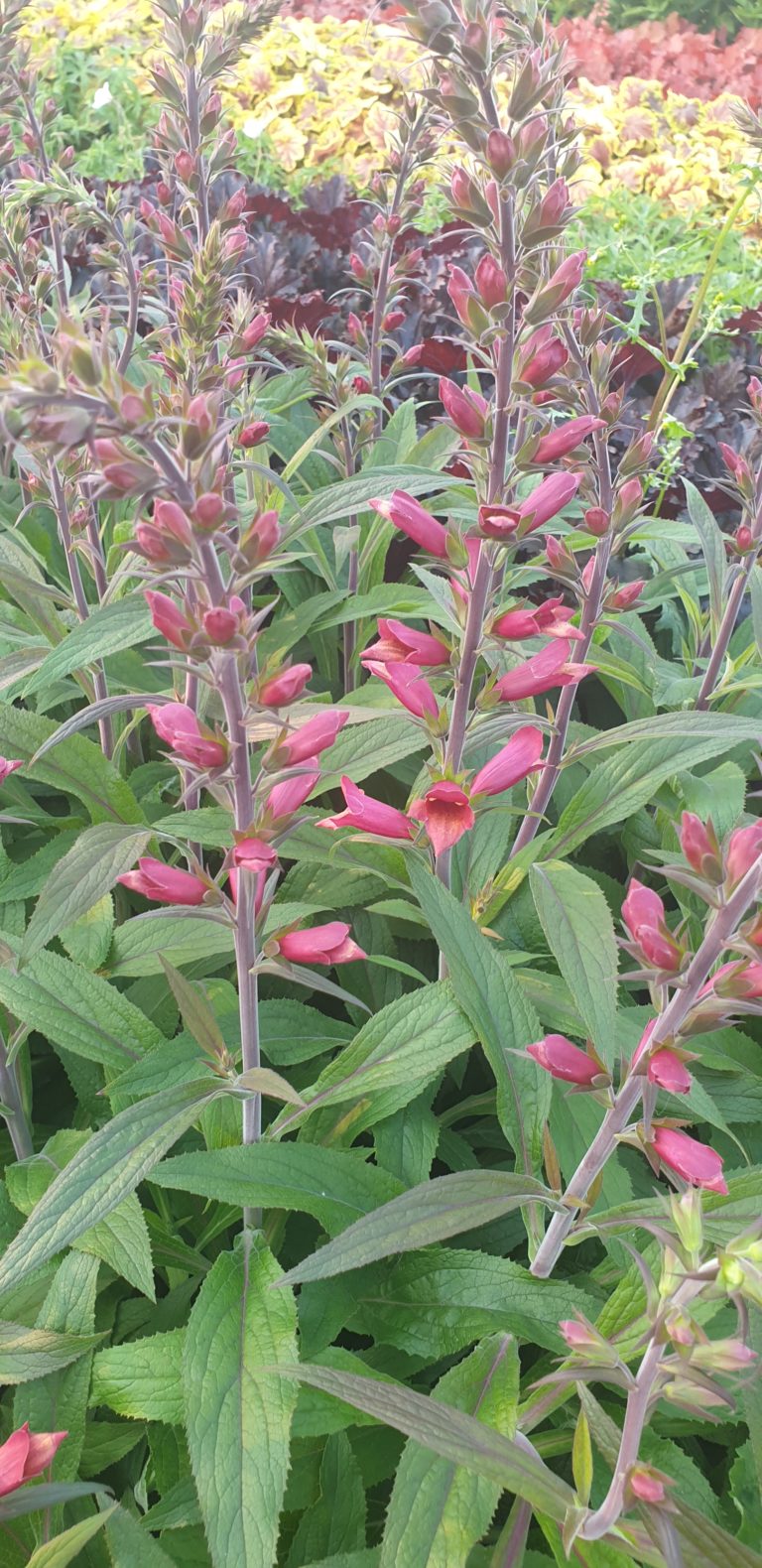 DIGIPLEXIS® Illumination Raspberry Foxglove.raspberry-pink flowers ...