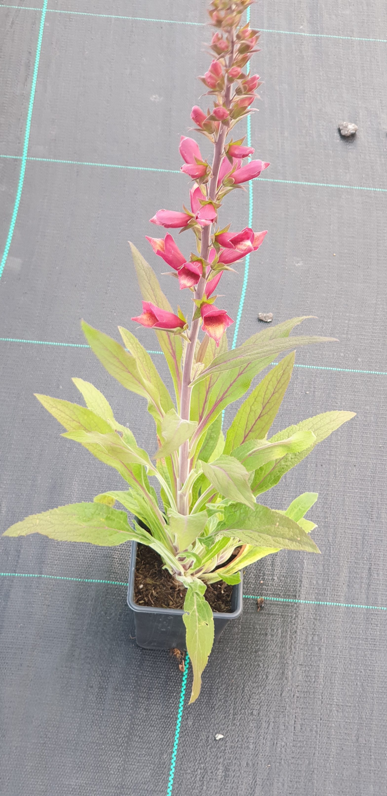 DIGIPLEXIS® Illumination Raspberry Foxglove.raspberry-pink flowers ...