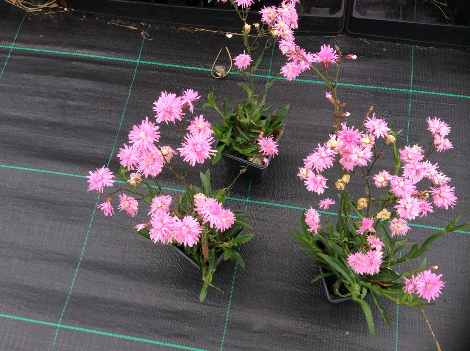 Lychnis flos-cuculi Jenny ('Lychjen') ragged robin DOUBLE PINK FLOWERS ...