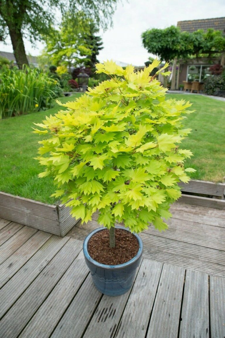 Acer aureum 19cm pot.BRIGHT YELLOW LEAF. DWARF MAPLE.GARDEN OR POTS.£35 ...