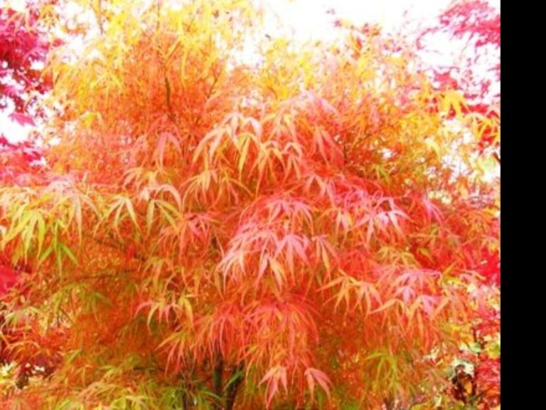 Acer palmatum Koto No Ito - Japanese Maple 19cm Pot Harp Strings £39.99 ...