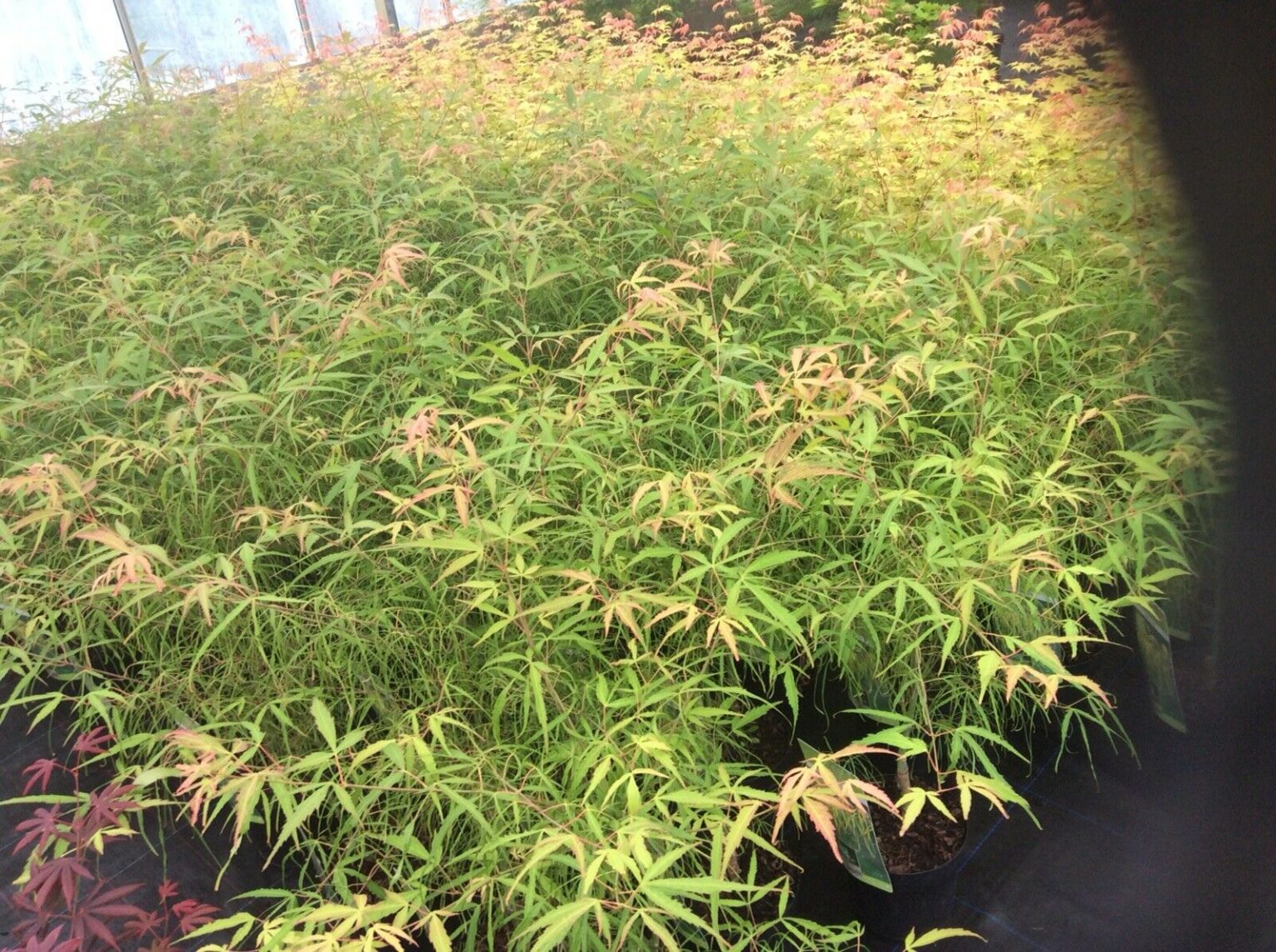 Acer palmatum Koto No Ito - Japanese Maple 19cm Pot Harp Strings £39.99 ...