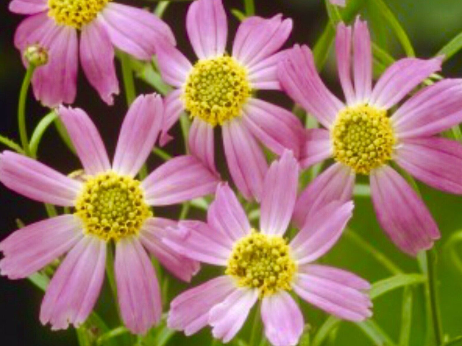 Coreopsis rosea 'American Dream Pots Pink Flowers Summer & Autumn . 2 X ...