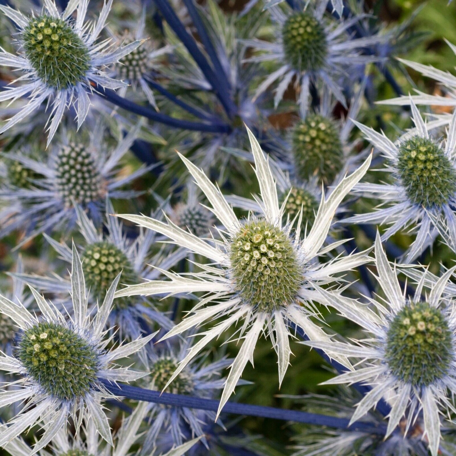 Eryngium varifolium ‘Miss Marble’ (Moroccan sea holly)'2x13cm Pots £12. ...