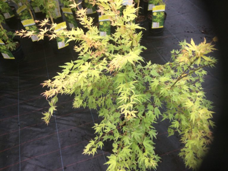Acer Palmatum Metamorphosa stunning colours - Broadway Road Nurseries