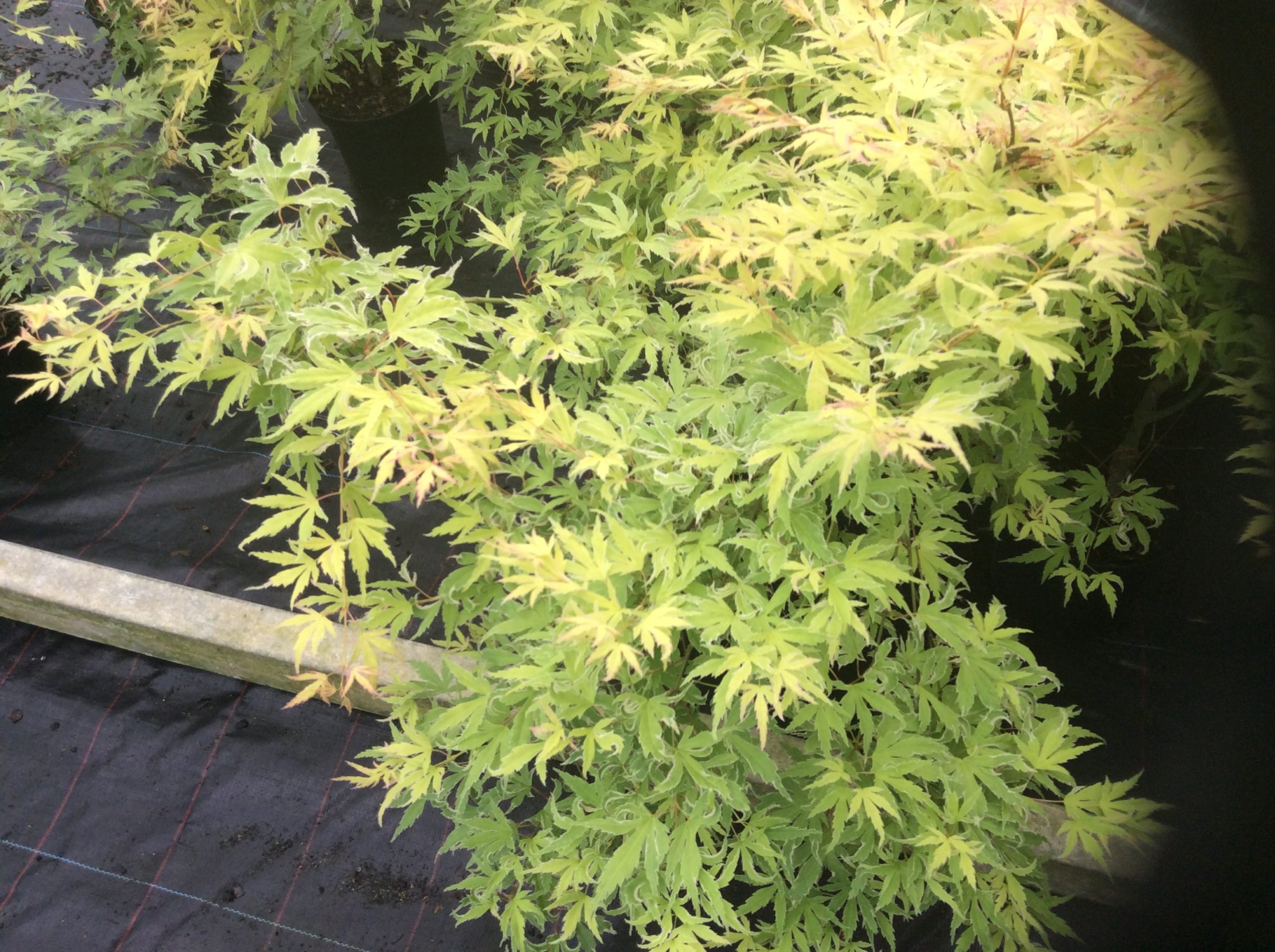 Acer Palmatum Metamorphosa stunning colours - Broadway Road Nurseries