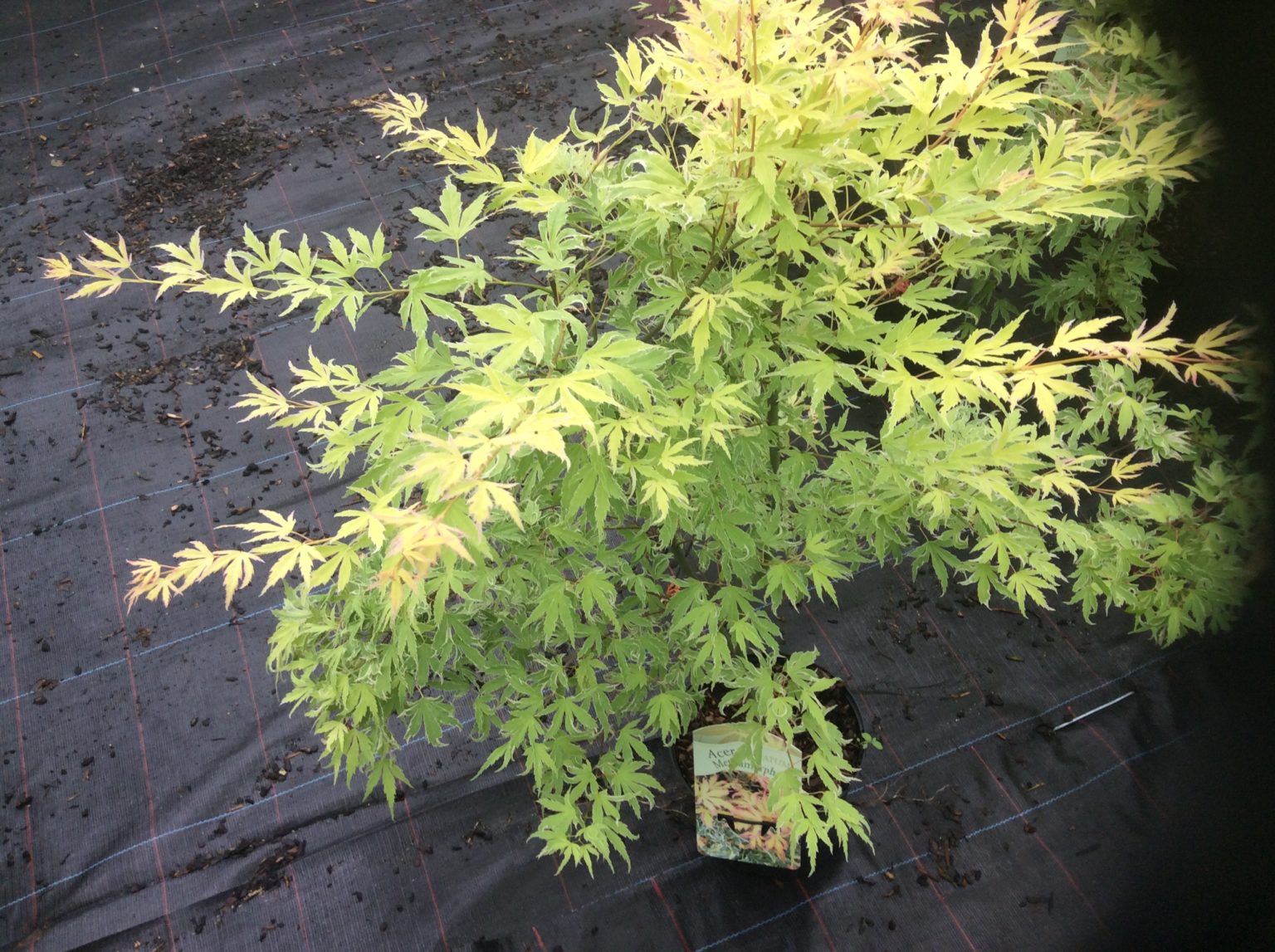 Acer Palmatum Metamorphosa stunning colours - Broadway Road Nurseries