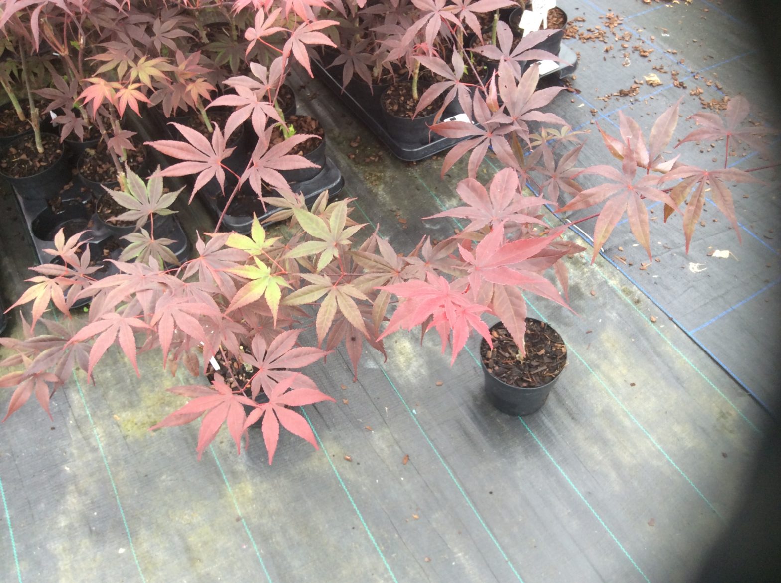 Acer palmatum Bloodgood– 14 cm pot Japanese Maple tree deep red-purple ...